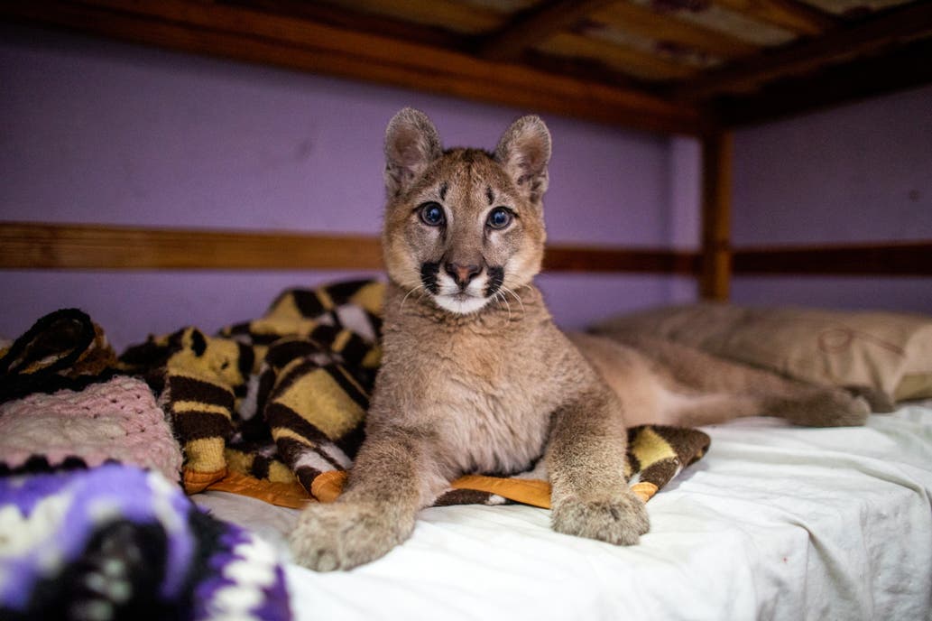 Un puma como mascota: rescatan a un felino que vivía en una casa ...