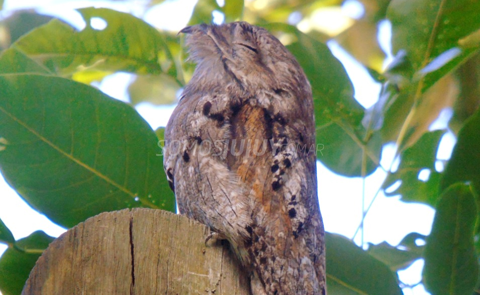 Primer avistamiento de un Kakuy en el Parque Botánico Municipal - Somos ...