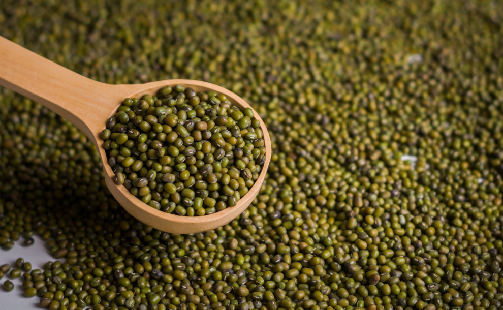 Jujuy comenzó a cosechar una variedad de poroto que se exporta a Asia ...