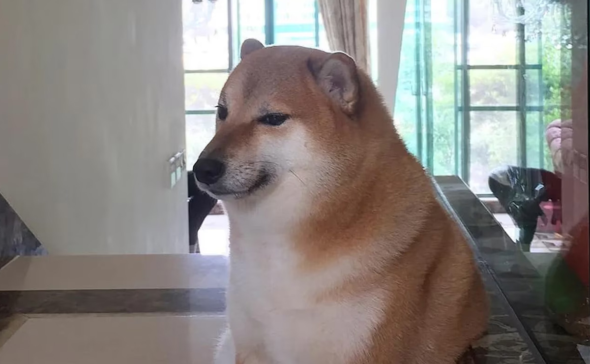 Murió 'Cheems', el perro más viral de Internet - Somos Jujuy