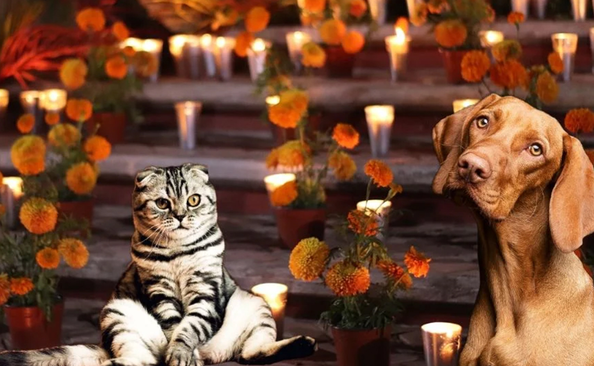 Día de Muertos para mascotas 2024: cuándo es y qué debe llevar el altar ...