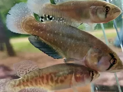 Investigadores argentinos descubrieron una nueva especie de pez en ...