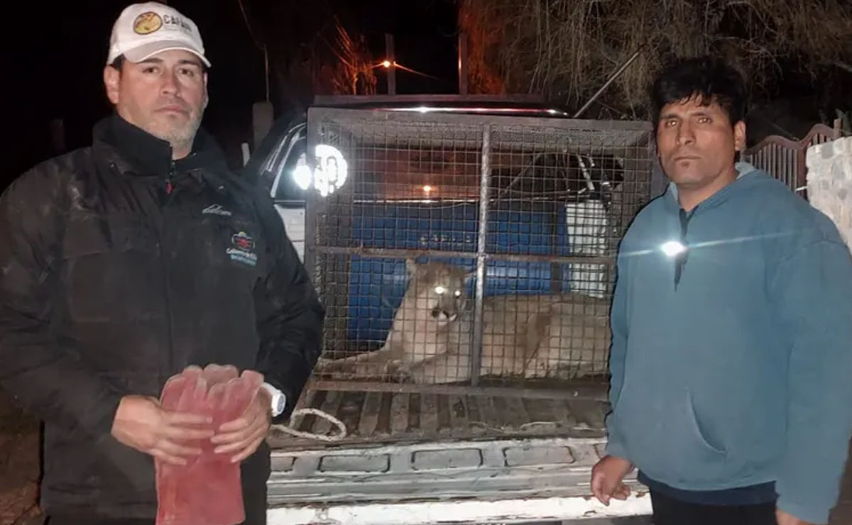 Jujuy: rescataron un puma en Juella y lo liberaron en su hábitat ...