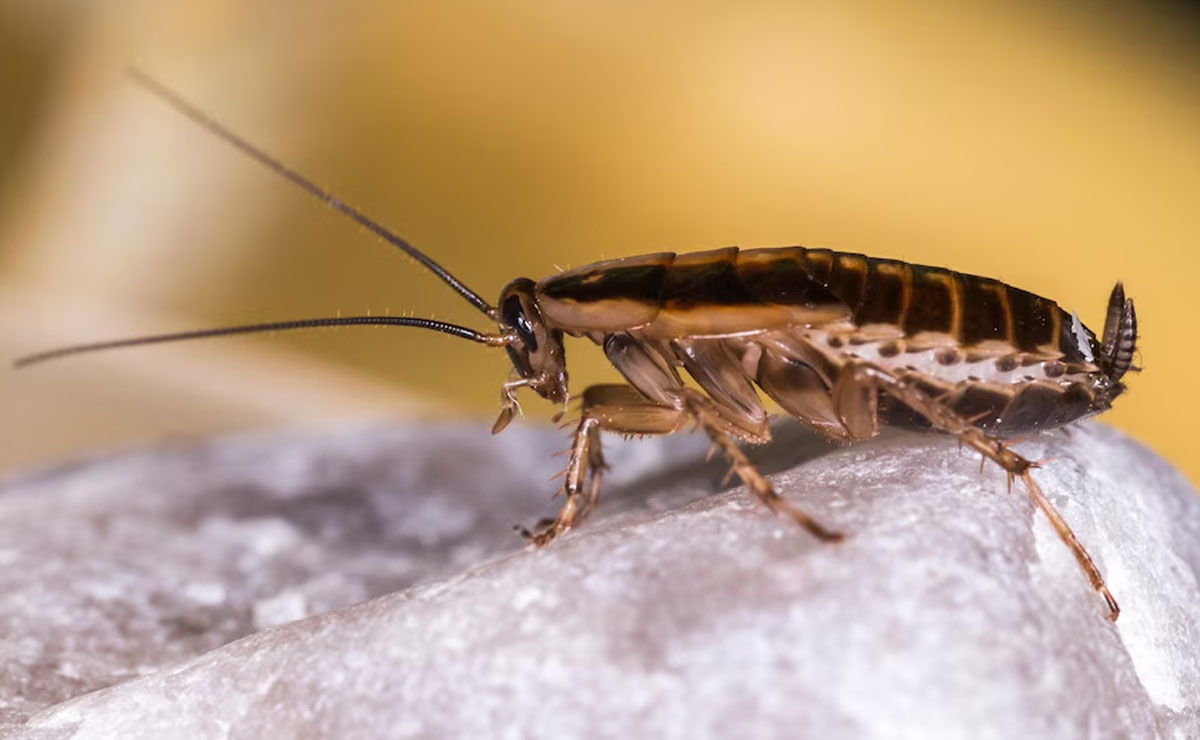 Investigadores de la UNJu compartieron métodos naturales para controlar ...